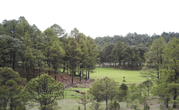 No hay riesgo en el bosque de Durango: Conafor