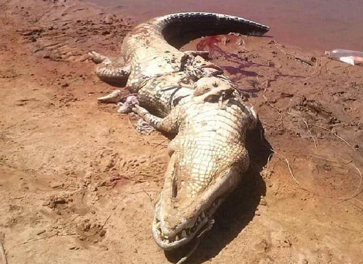 Descubren los restos humanos de un desaparecido dentro de un caimán