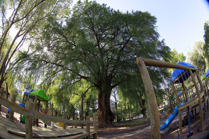Zona de parques ha perdido el 90% de su área boscosa