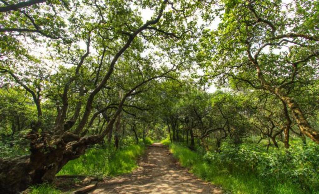 México celebra en julio a sus bosques