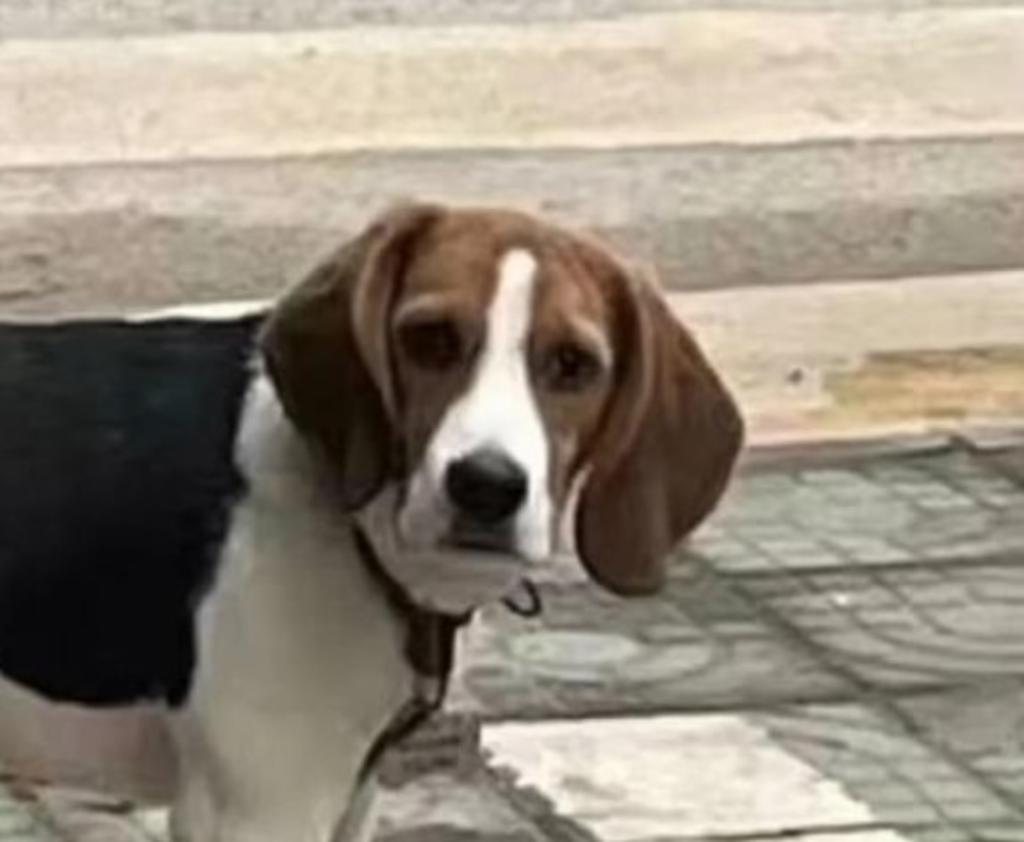 Beagle ve a su amo aplastar su plato de comida y su reacción es viral