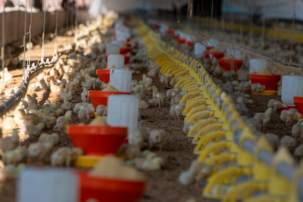 Levantan cuarentena de gripe aviar en Durango y Coahuila