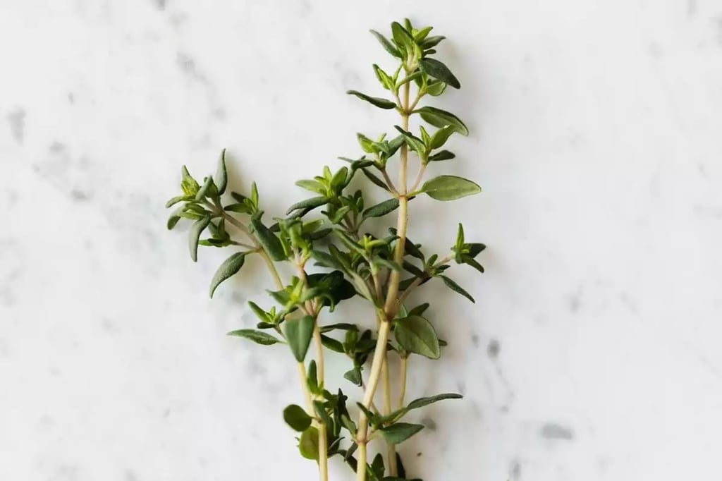 Tomillo, disminuye síntomas de la artritis