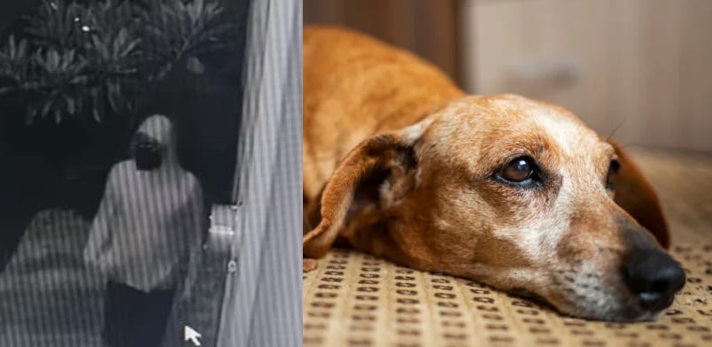 Denuncian envenenamiento masivo de perros en Yucatán