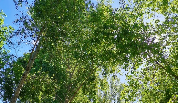 Arboles En Durango Mexico