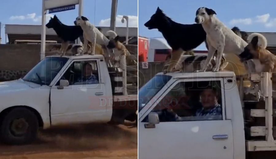 VIDEO: Captan a perritos en ‘modo belicón’ en Rodeo, Durango