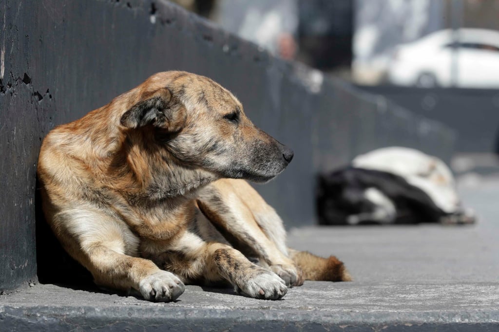Investigación señala que en México 7 de cada 10 animales de compañía ...