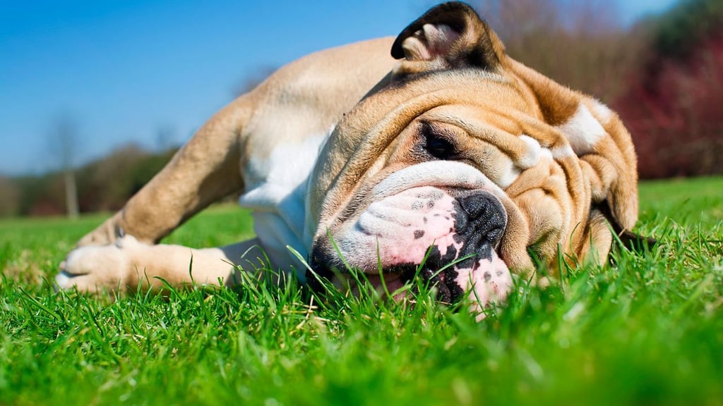 Tu perrito puede sufrir un golpe de calor