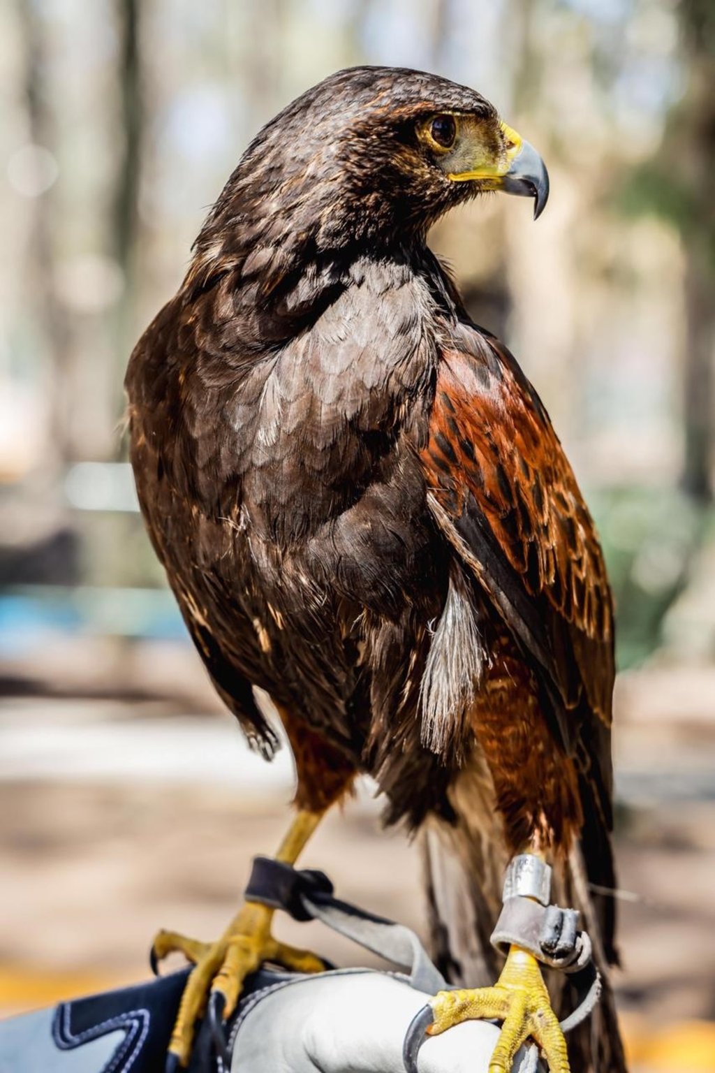 Listo, el Zoológico al rescate y cuidado de fauna en Durango