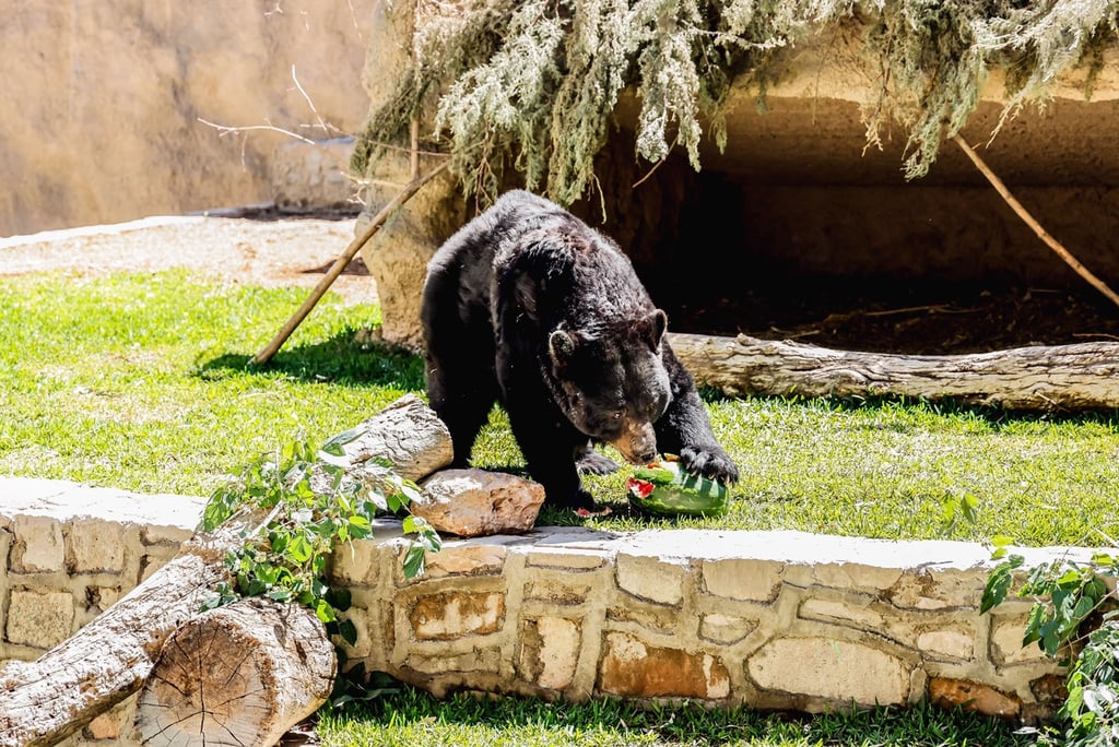 Mejoran ambiente para especies del Zoológico Sahuatoba