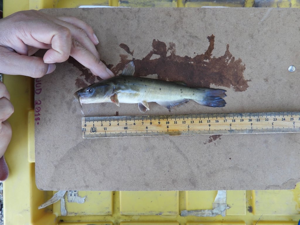 Descubren nueva especie de bagre en el río Nazas