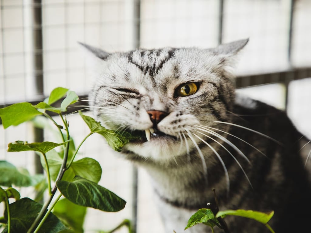 5 plantas peligrosas para mascotas