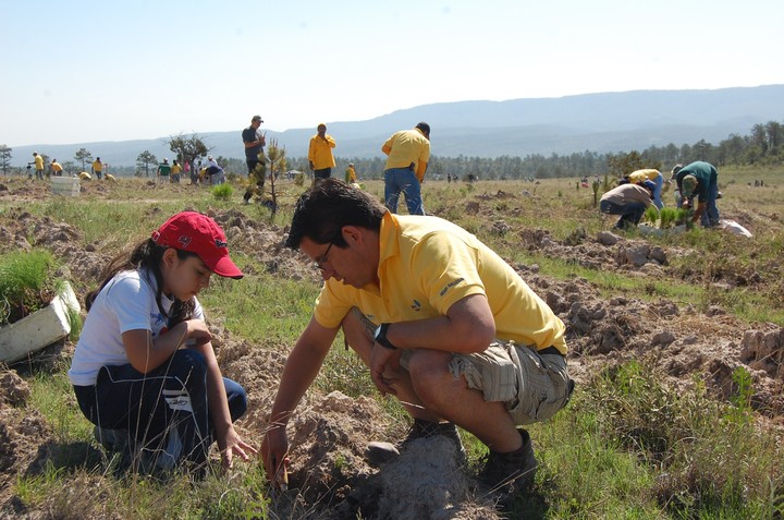 Buscarán reforestar 22 hectáreas en la Campaña Nacional