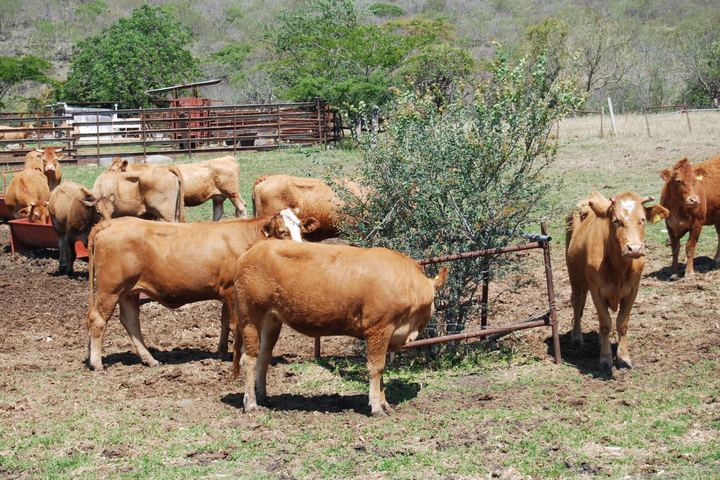 Continúa en crecimiento el sector pecuario