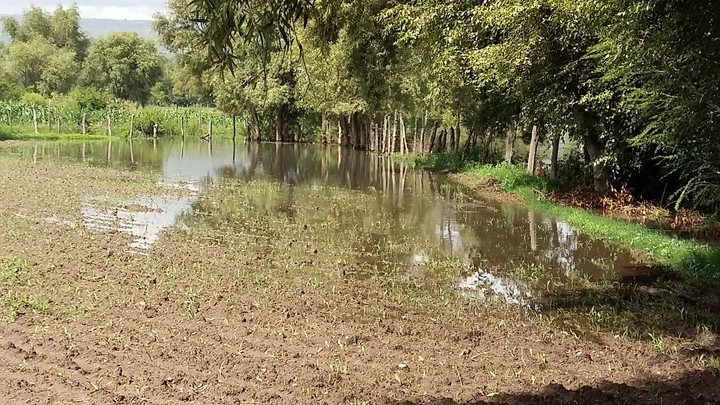 Río Tunal llega hasta las siembras de maíz