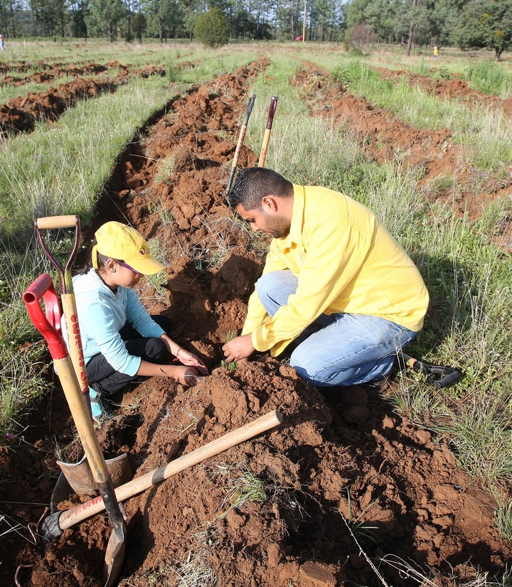 Anuncian Campaña De Reforestación