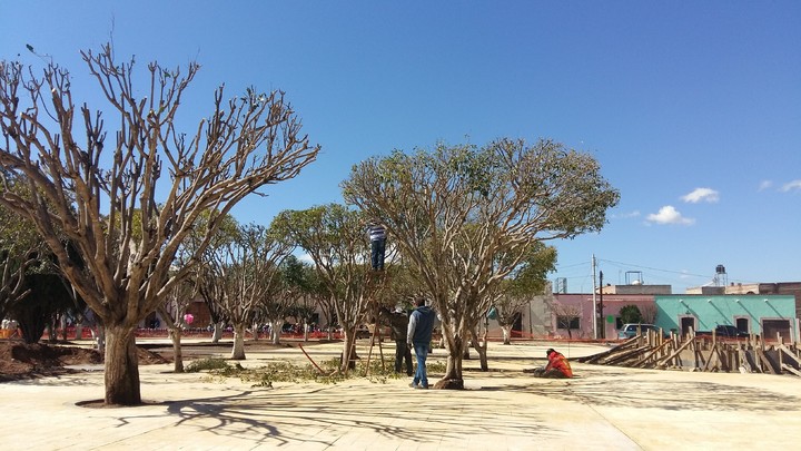 A la baja 50% producción de duranzo