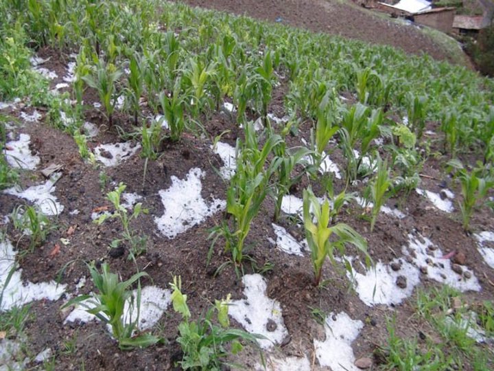 Granizada Daña Cultivos En Poanas