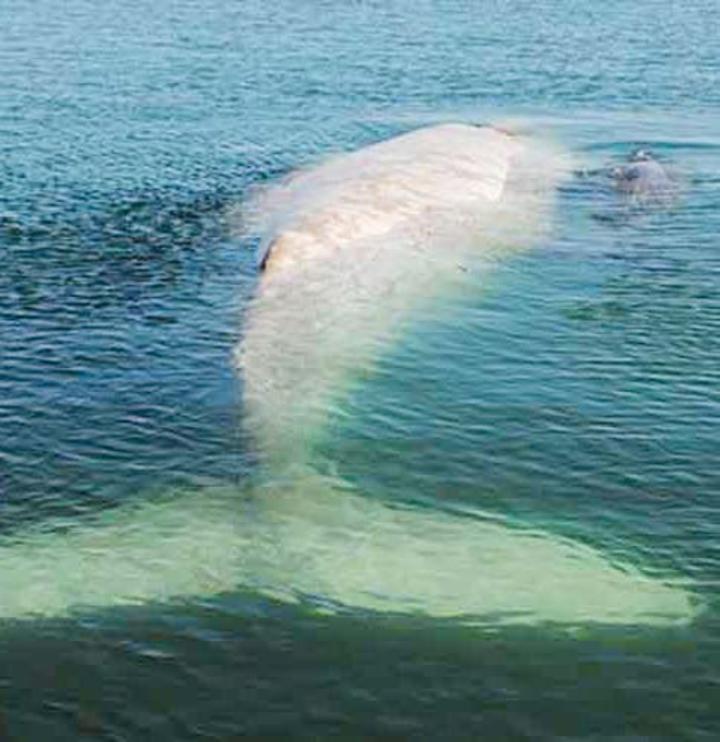 Muere 'Costalito de Sal'