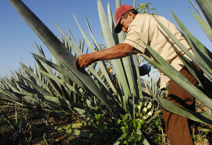 Crece 35% exportación de mezcal