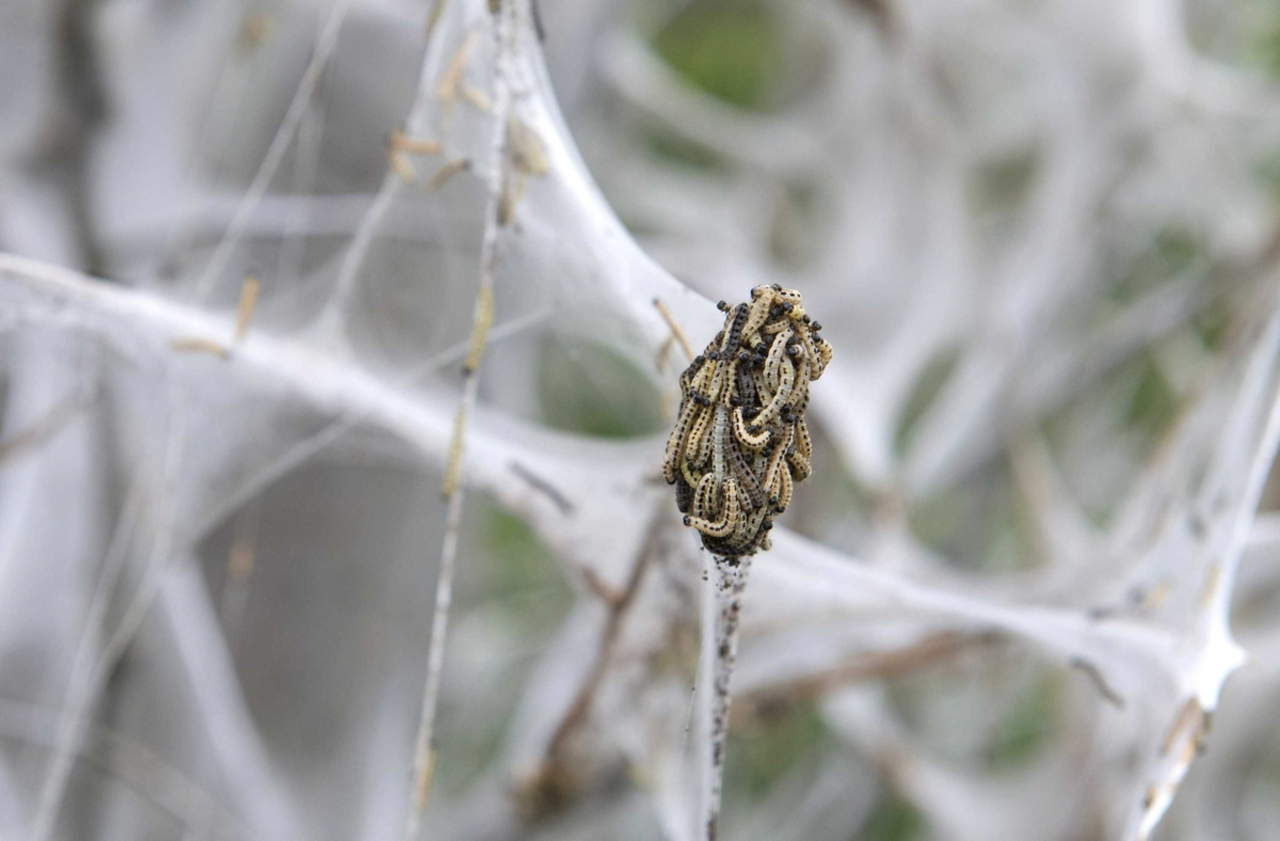 Plantas que vuelven caníbales a insectos herbívoros