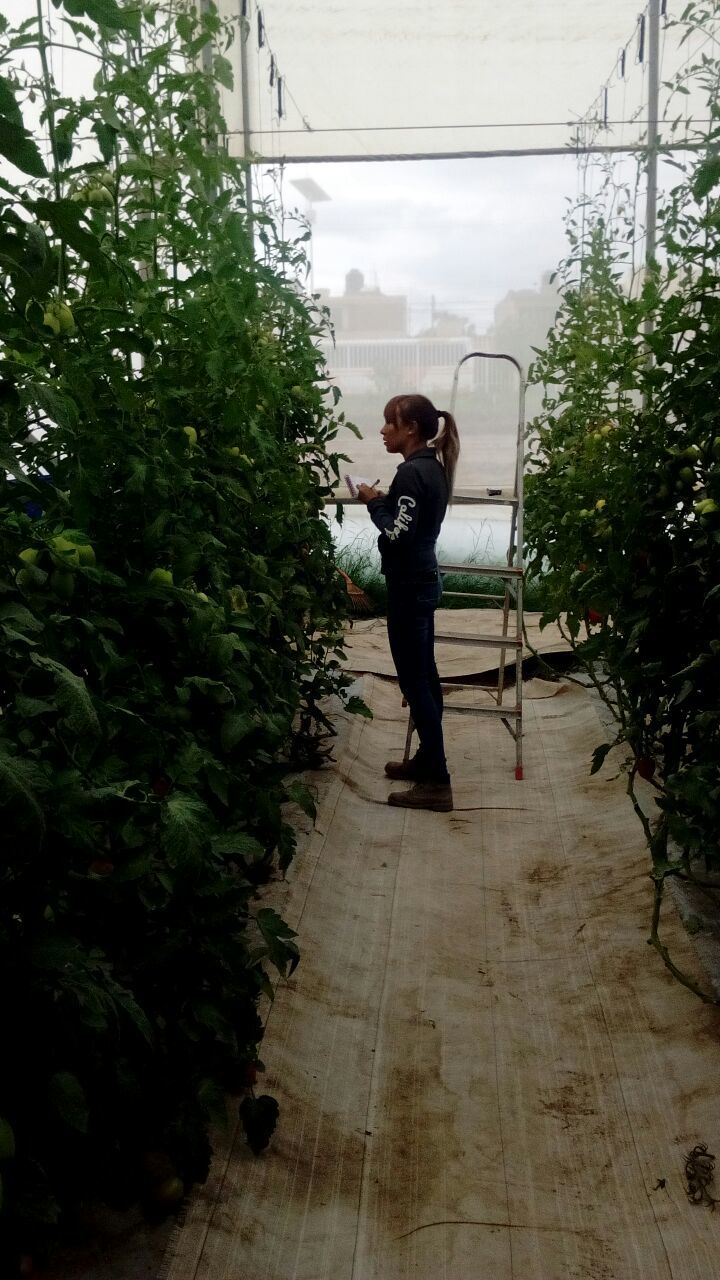 Firman convenio con ITVG para producir tomate