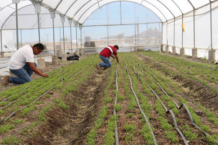 Aportaciones de egresados del ITVG