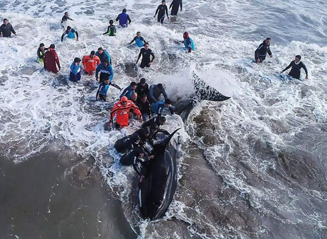 Voluntarios ayudan a regresar una orca al mar