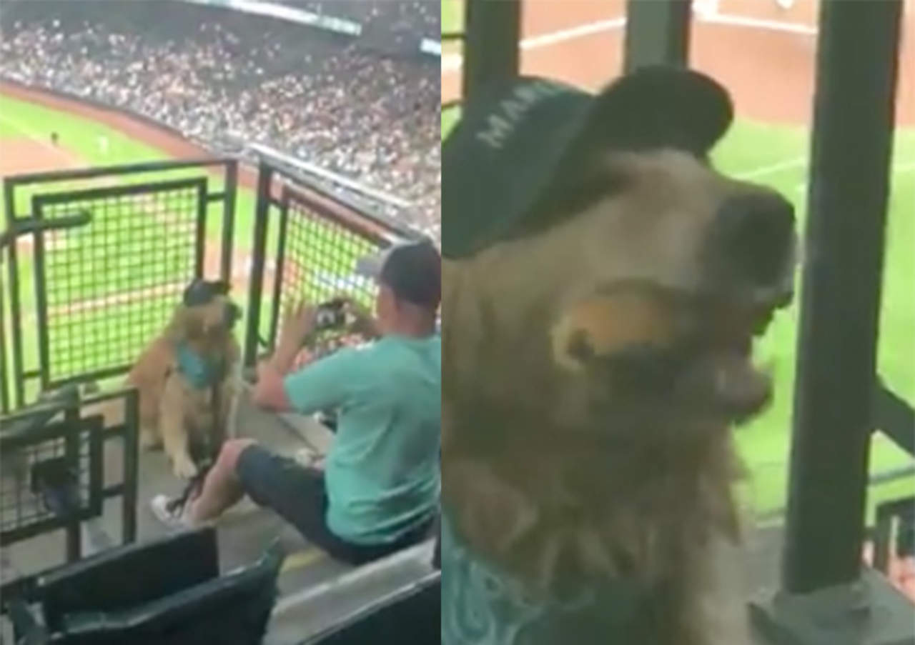 El perro fotogénico que posa en partido de béisbol