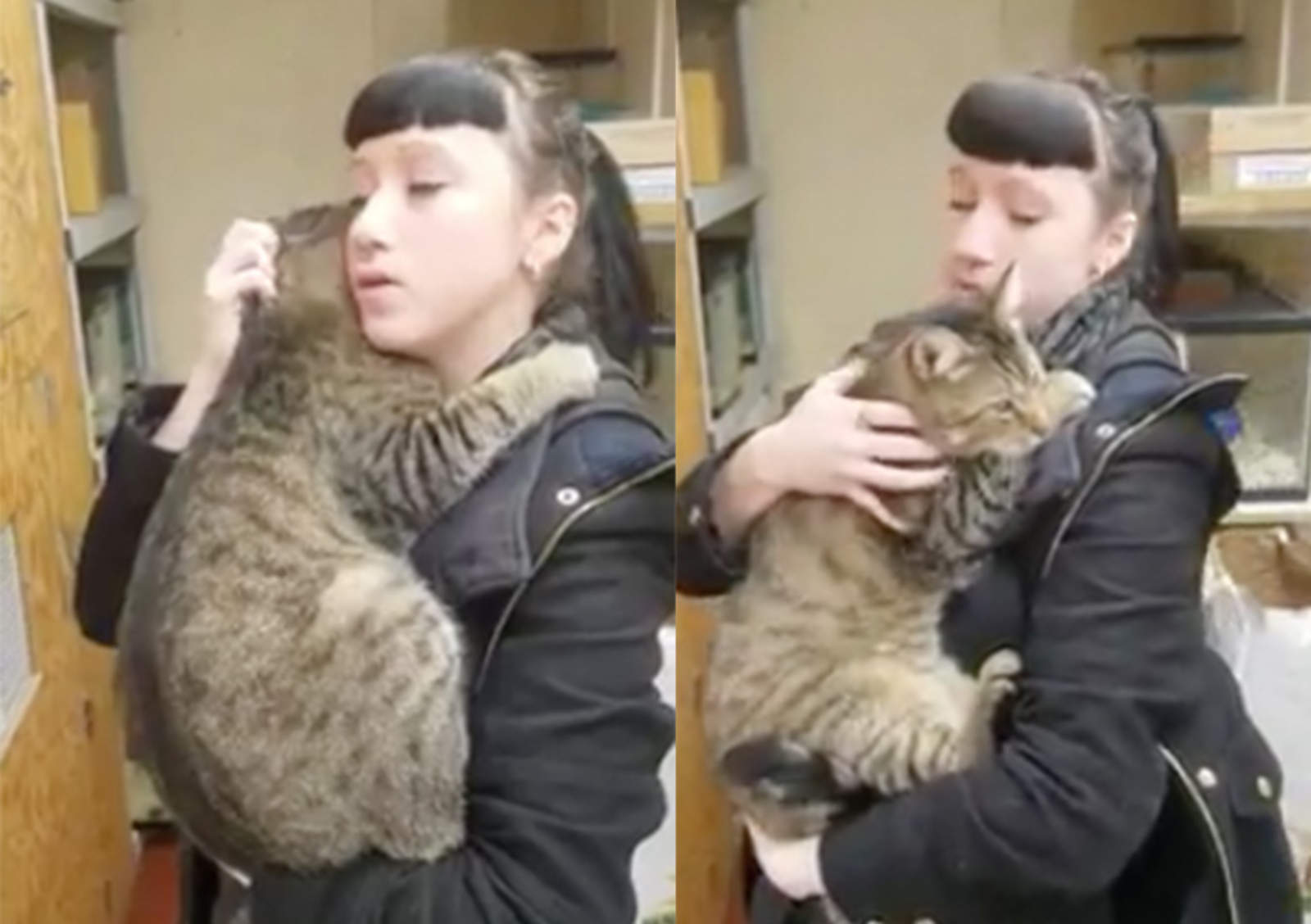 Visita refugio y sorprende reacción de gatito abandonado