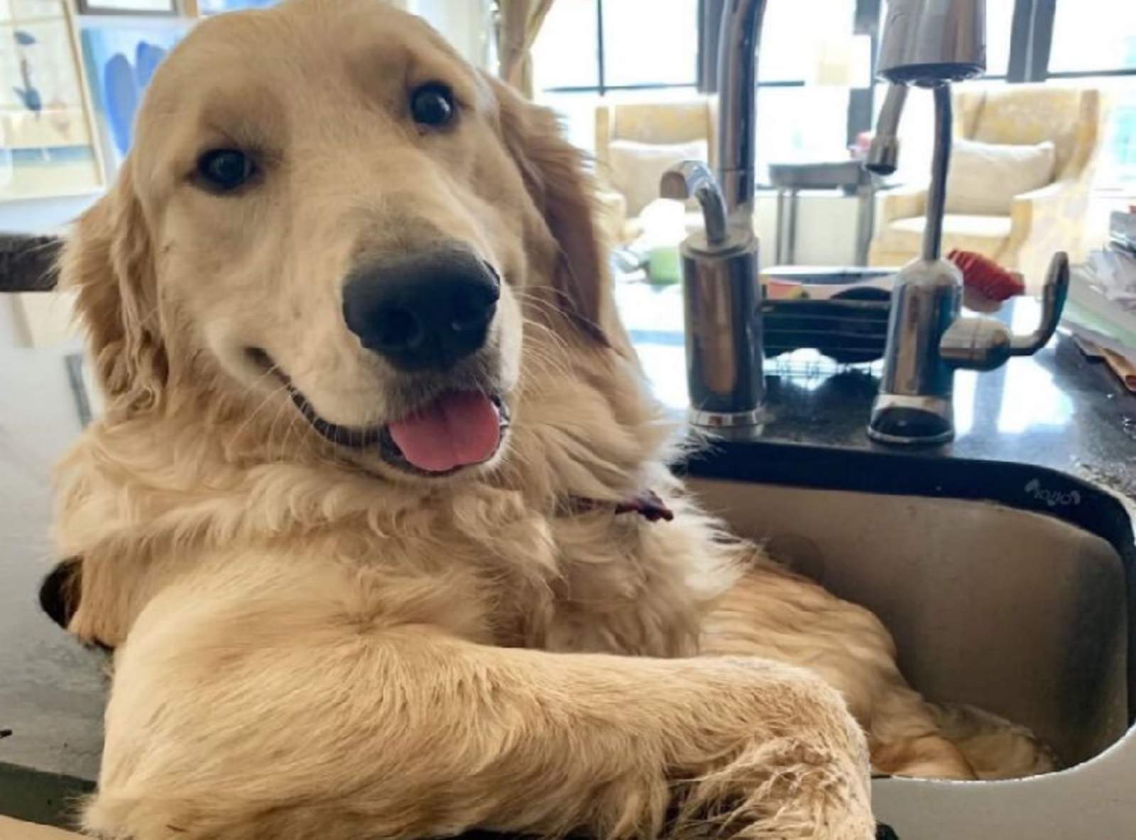 A este perro le encanta bañarse en la cocina