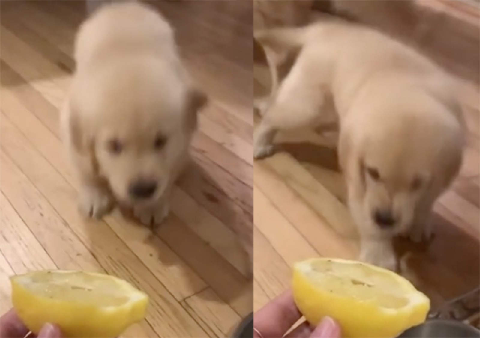 Golden Retriever prueba el limón por primera vez y se hace viral