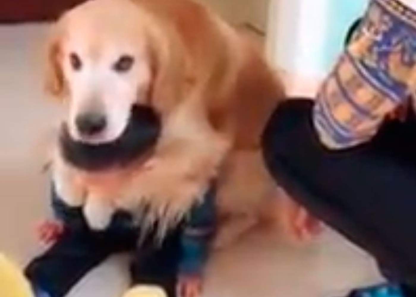 VIRAL: Perro defiende a un niño que era regañado por su padre