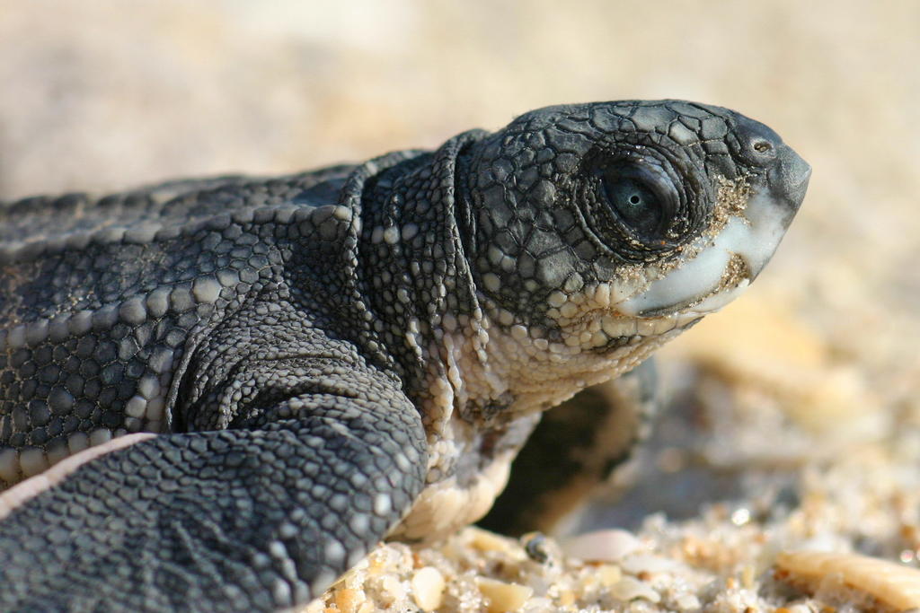 2007: Primer Día Mundial de la Tortuga