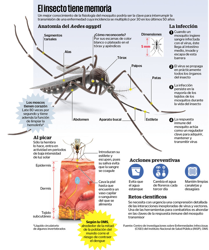 Vacunar al mosco del dengue frenaría enfermedad
