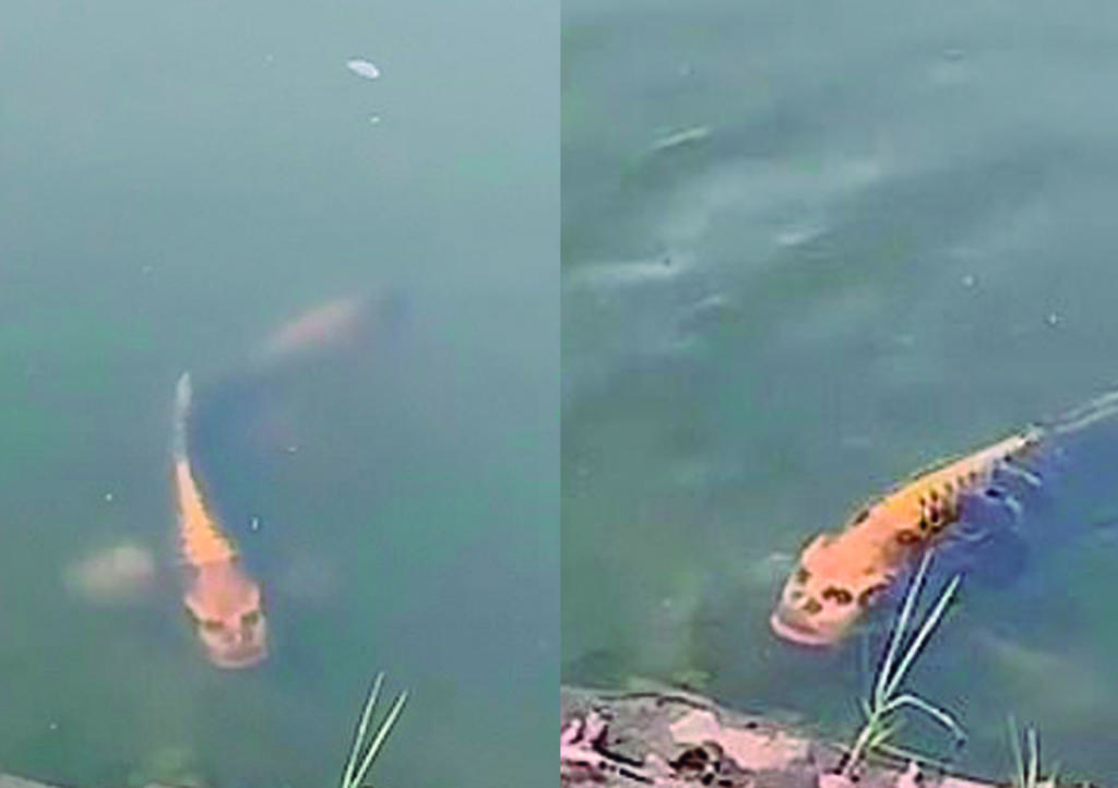Viral: Captan extraño pez con 'rostro humano'