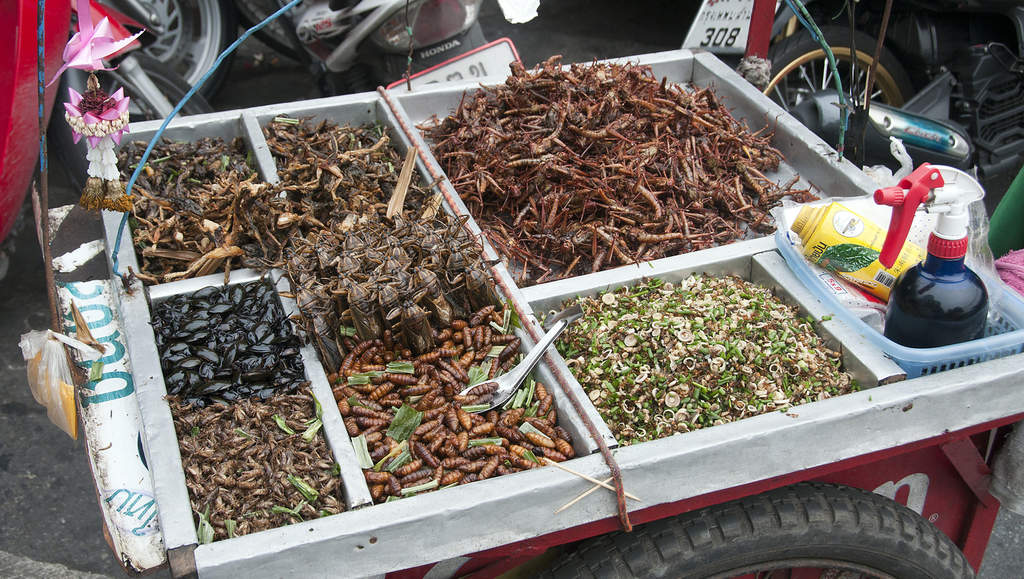 Cultivo de insectos, la comida del futuro