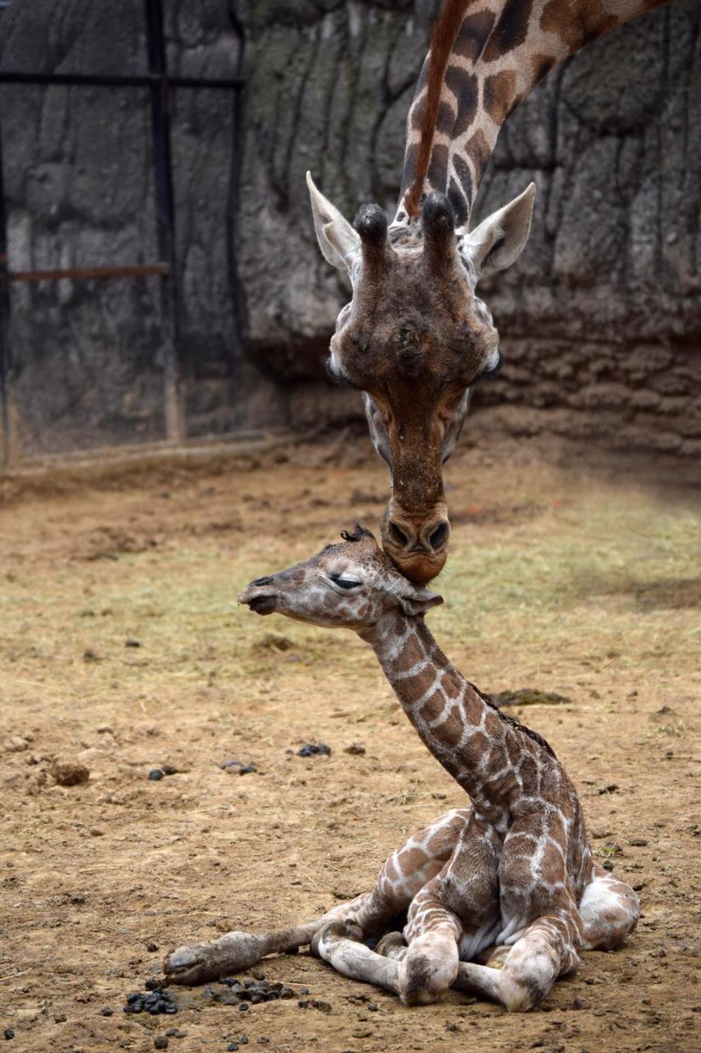 Anuncian nacimiento de otra jirafa en el Zoológico de Chapultepec