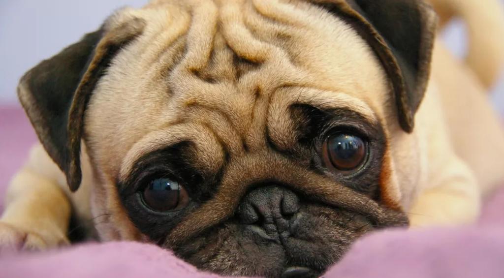 VIRAL: Así se ven los 'rayos X' de un Pug