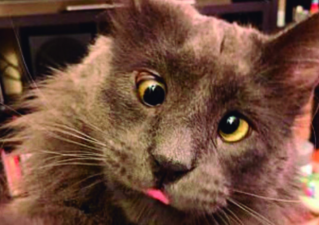 VIRAL: Gatito bisco gana miles de dólares vendiendo playeras con su cara