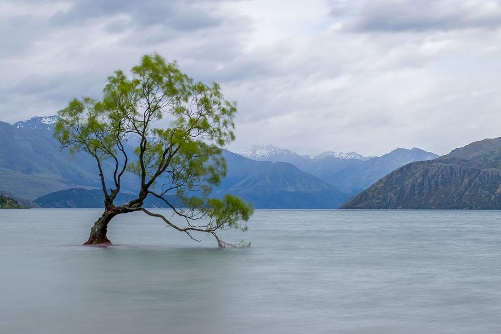 Dañan con una sierra un árbol legendario de Nueva Zelanda