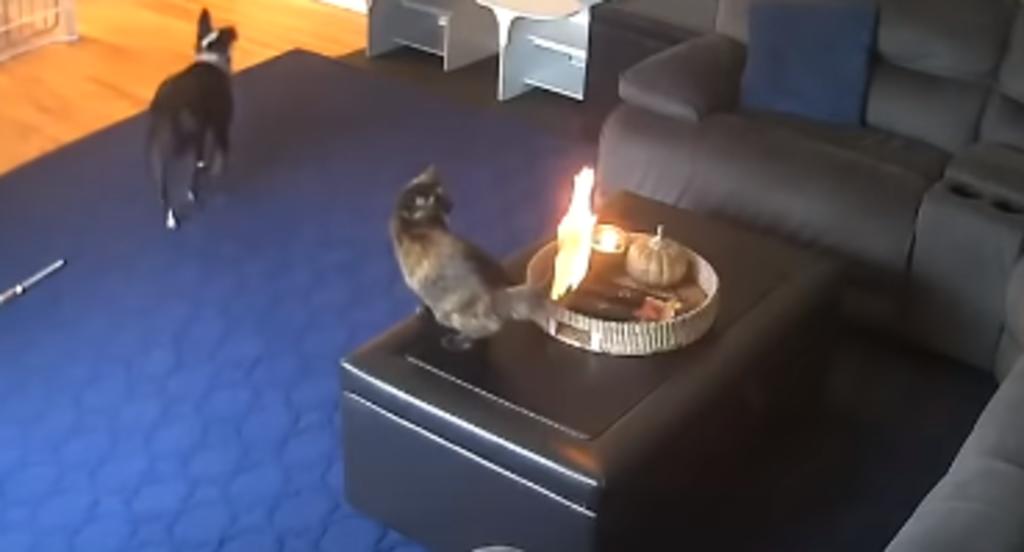 Gato no reacciona mientras se incendia y se vuelve viral