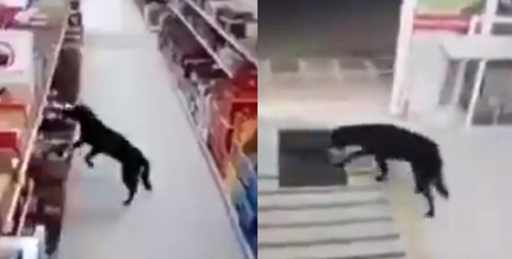 Perrito entra a 'robar' a tienda y 'desinfecta' sus patas antes de salir