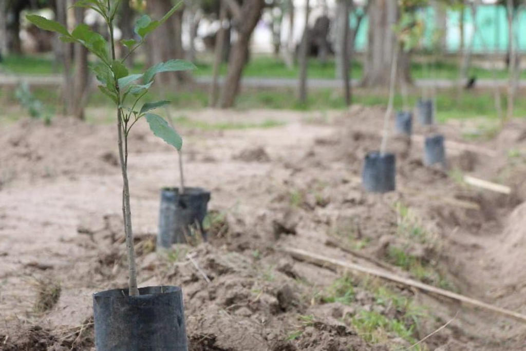 Más de 800 mil plantas se han reforestado en Saltillo