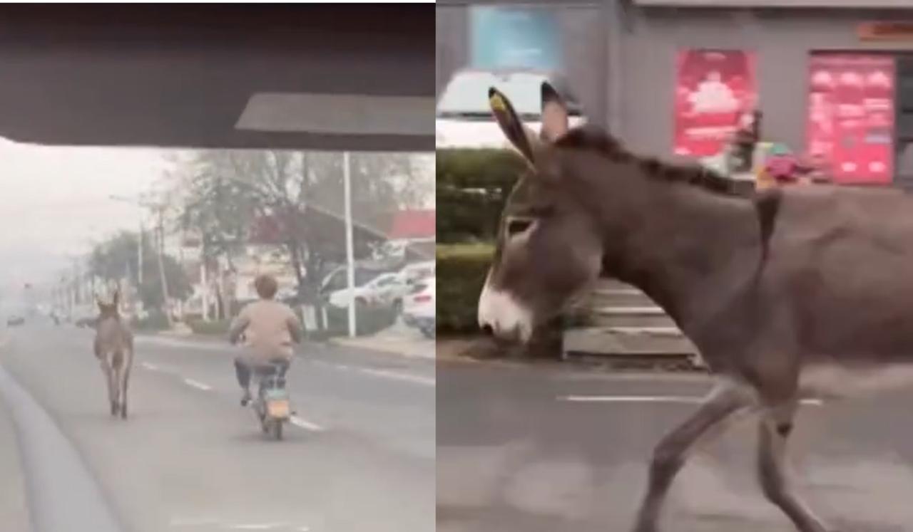 Burro escapa de ser servido en un restaurante de China