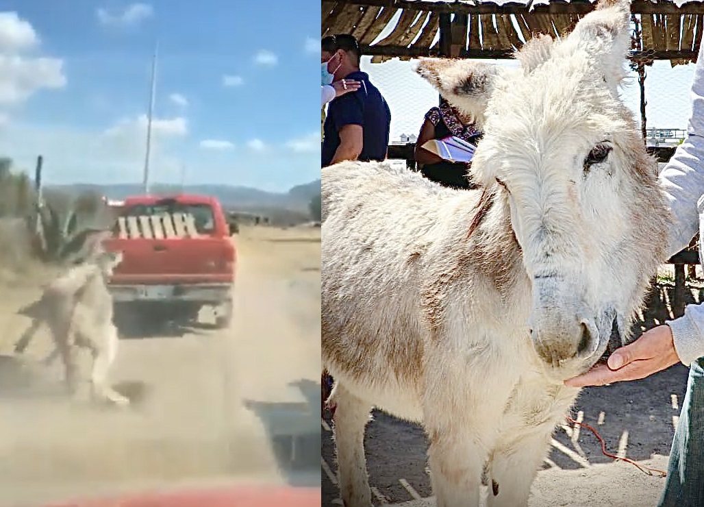 Rescatan a burro que fue atado y arrastrado en una camioneta en Hidalgo