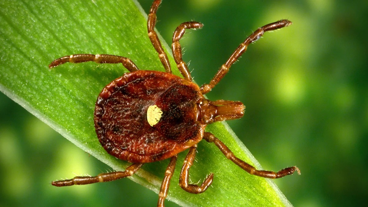 Detectan mortal virus en Estados Unidos que se transmite a través de ...