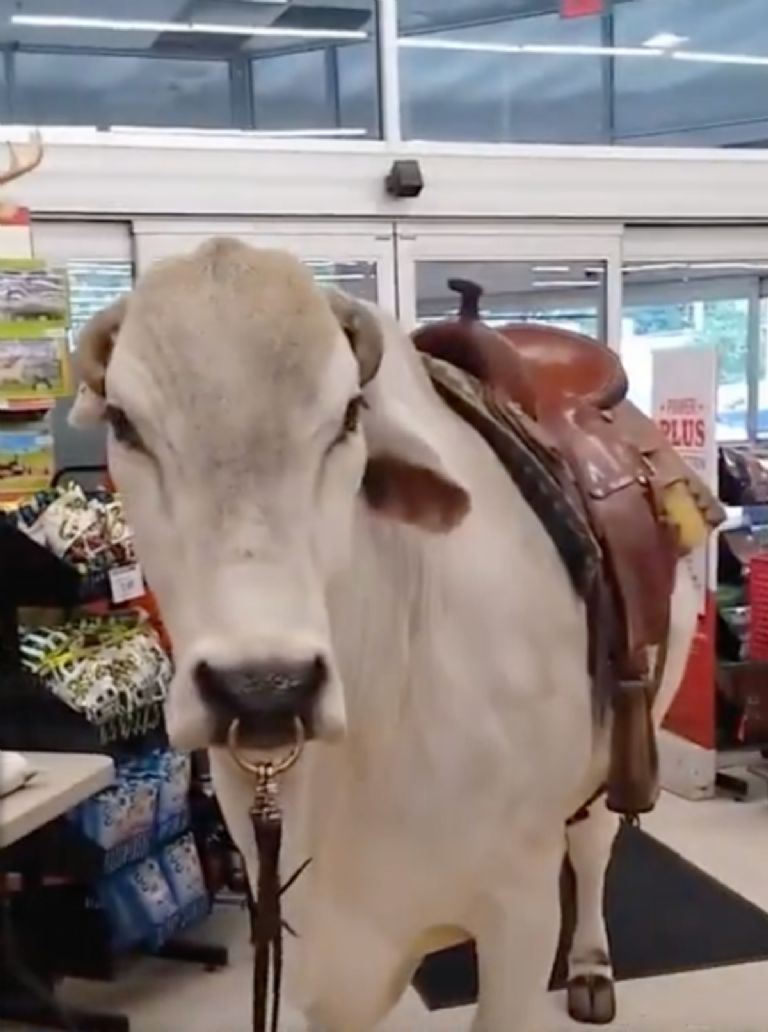 Video: Entra al súper montado en su toro, sí un toro