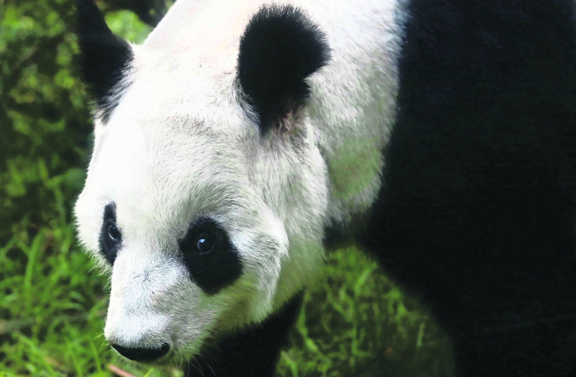 Xin Xin, la última panda gigante que queda en México y Latinoamérica