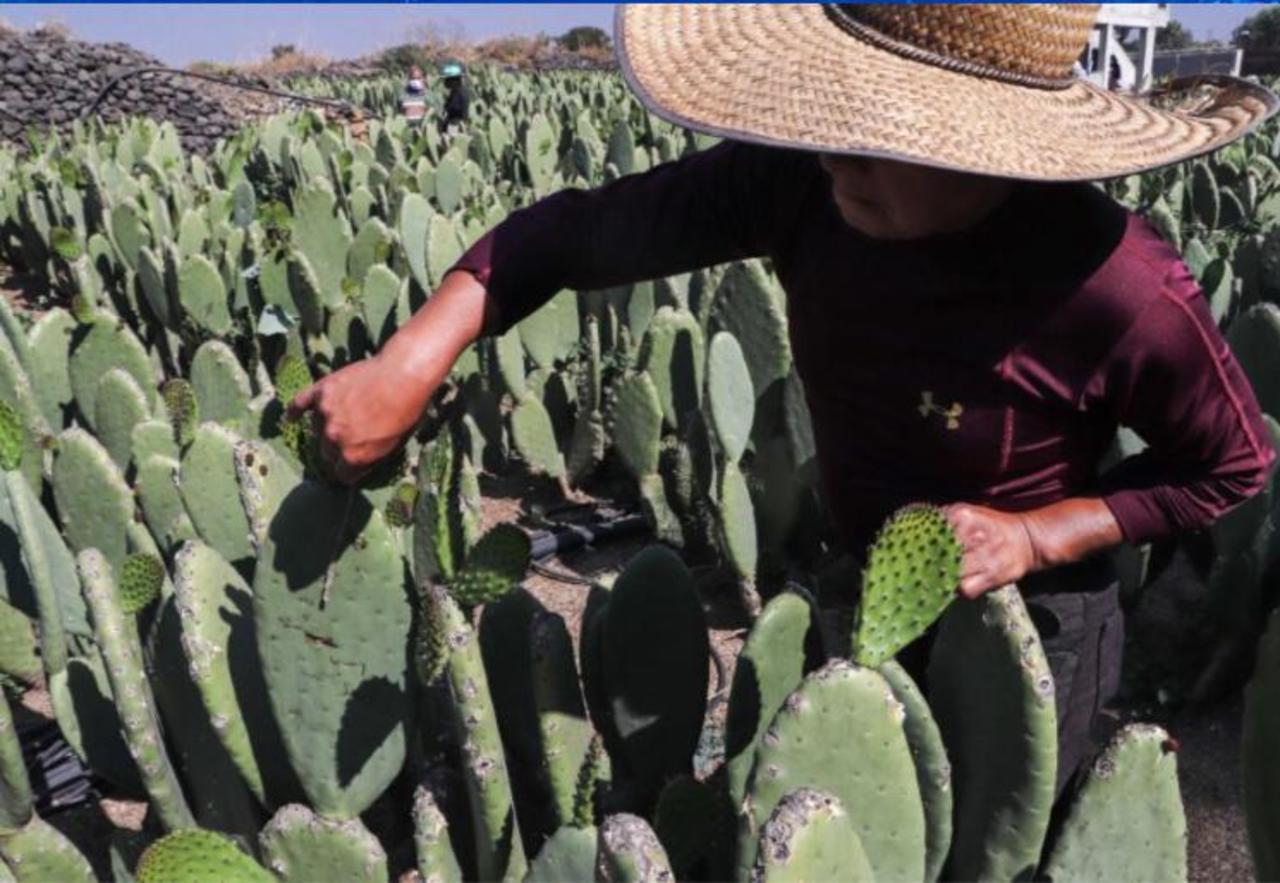 Impulsan siembra de nopal forrajero